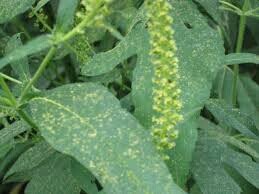 Pollen Allergy System | Healthcare-Online